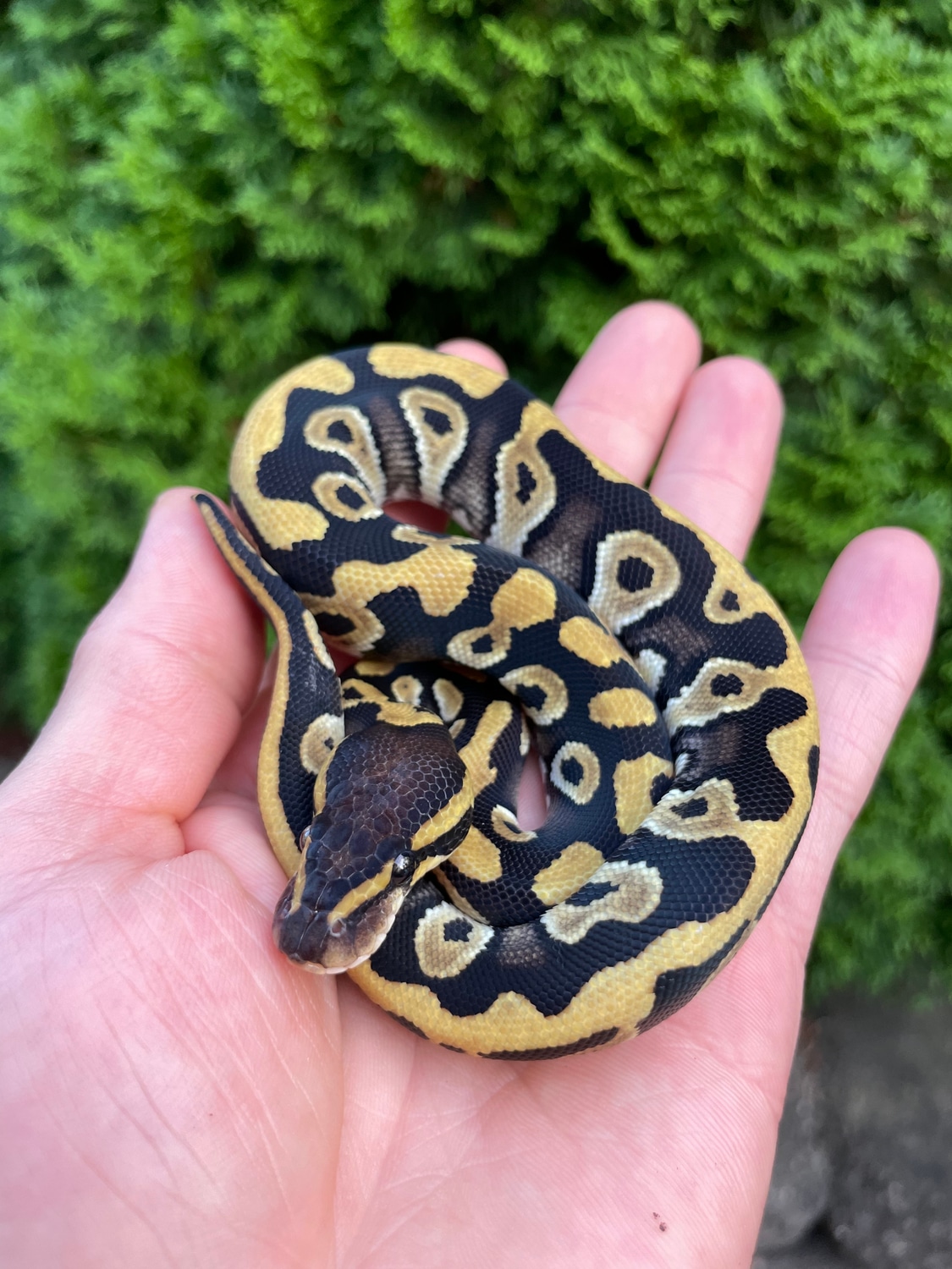 Phantom Ball Python by Russell Dabritz - MorphMarket