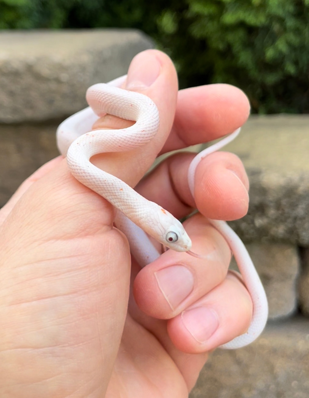 Hypo Palmetto Poss Het Anery, Ultra/Amel Corn Snake by Russell Dabritz ...