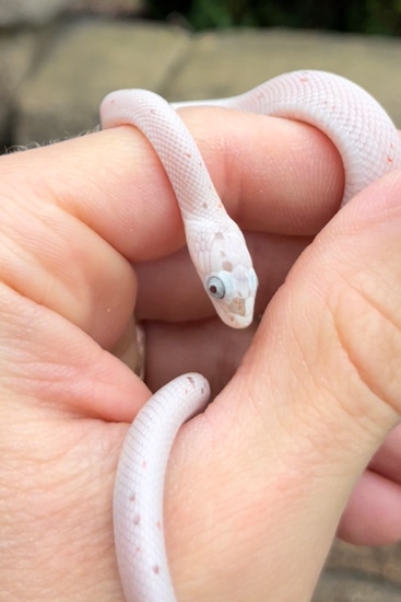 Palmetto Poss Het Anery, Hypo, Ultra/Amel Corn Snake by Russell Dabritz ...