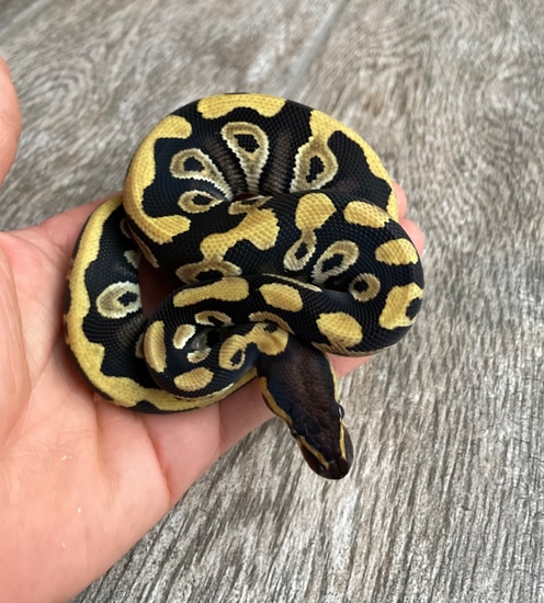 Phantom Ball Python by RD Exotics LLC