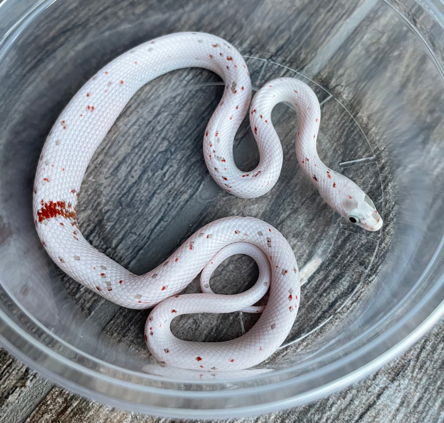 Palmetto PH Ultra/Amel, Anery, Hypo Corn Snake by Russell Dabritz ...
