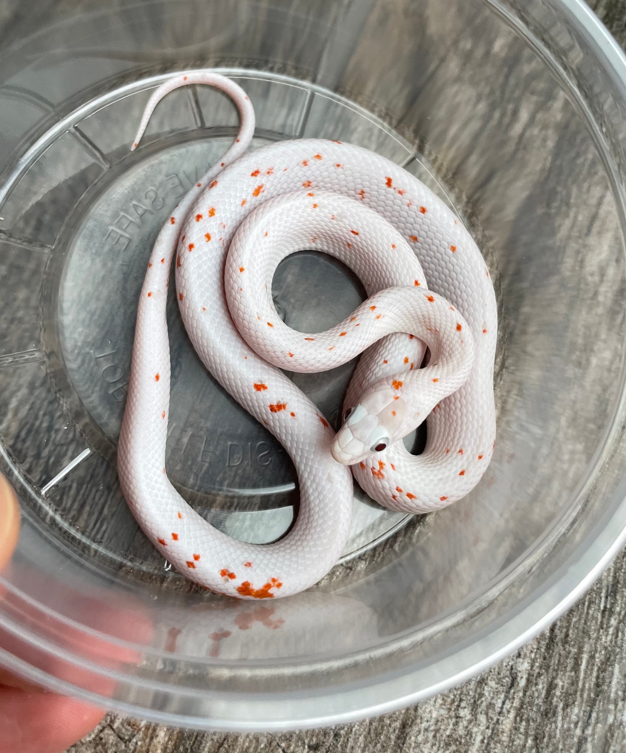 Hypo Palmetto Pos Het Anery, Ultra/Amel Corn Snake by RD Exotics LLC ...
