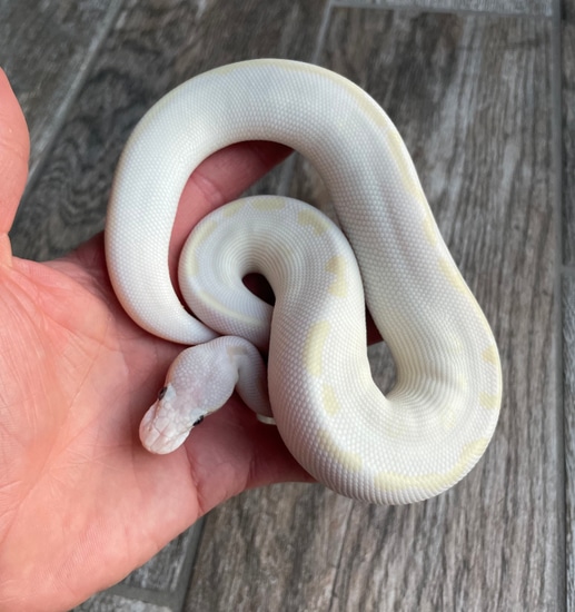 Banana Opal Diamond (Russo/Phantom) Possible Spotnose Ball Python by RD ...