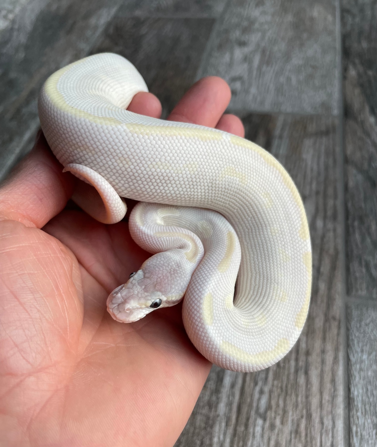 Opal Diamond (Possible Spotnose) Ball Python by RD Exotics LLC ...