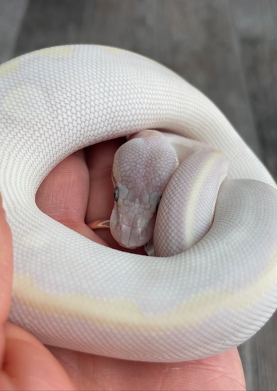Opal Diamond Possible Spotnose Ball Python by RD Exotics LLC