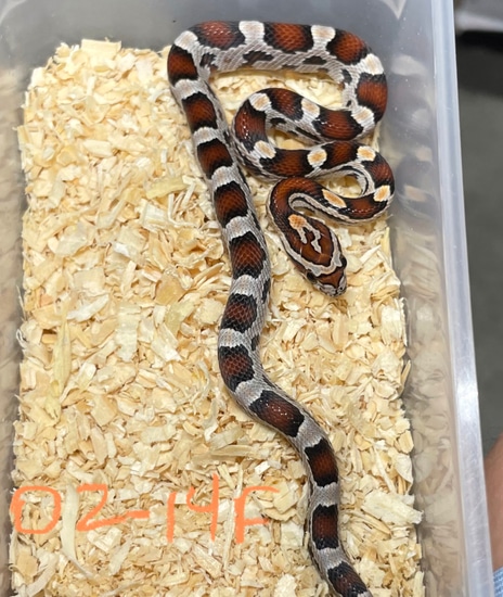 Female From Okeetee X Miami Corn Snake by RD Exotics LLC