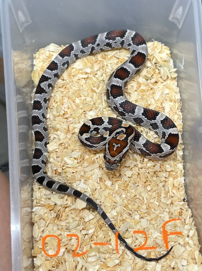 Female From Okeetee X Miami Corn Snake by RD Exotics LLC