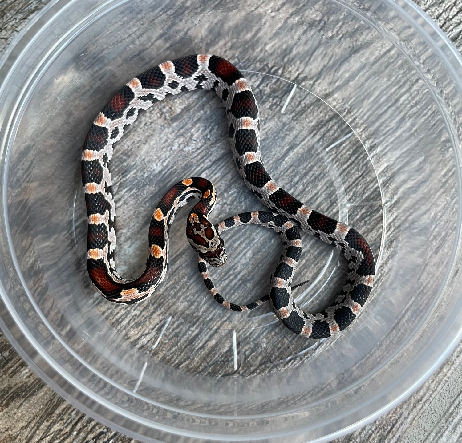 Okeetee Corn Snake by RD Exotics LLC - MorphMarket