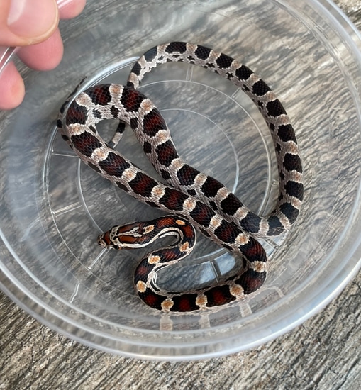 Female From Miami X Buckskin Corn Snake by RD Exotics LLC