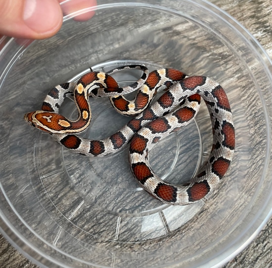 Female From Okeetee X Miami Corn Snake by RD Exotics LLC