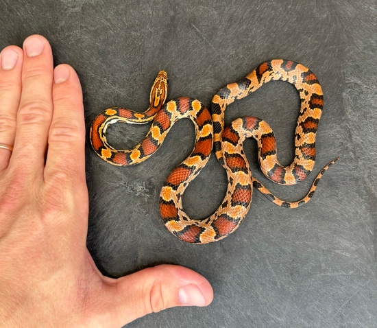 Okeetee Female Corn Snake by RD Exotics LLC