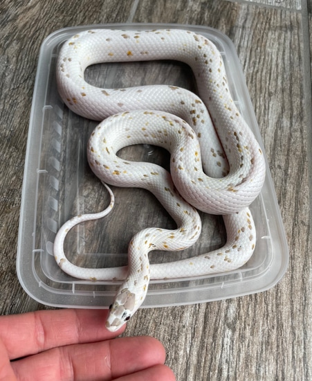 Caramel Palmetto Corn Snake by RD Exotics LLC