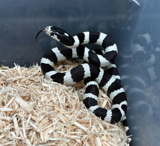 Extra Pretty Cal King Female California Kingsnake by RD Exotics LLC