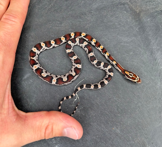 Female Okeetee - Extra Pretty! Corn Snake by RD Exotics LLC