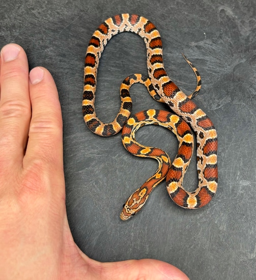 Okeetee Corn Snake by RD Exotics LLC
