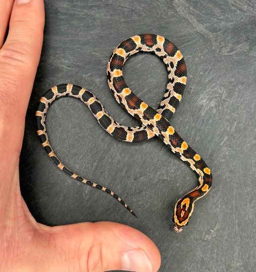 Extra Bold Okeetee Female Corn Snake by RD Exotics LLC