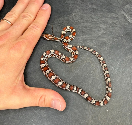 PET! Miami Corn Snake by RD Exotics LLC