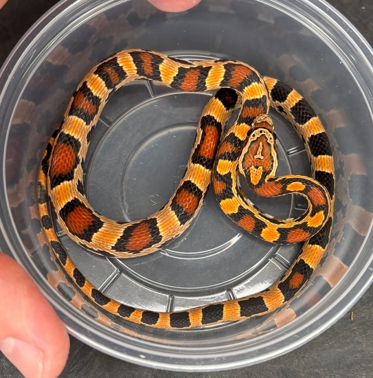 Buckskin Okeetee Male Corn Snake by RD Exotics LLC