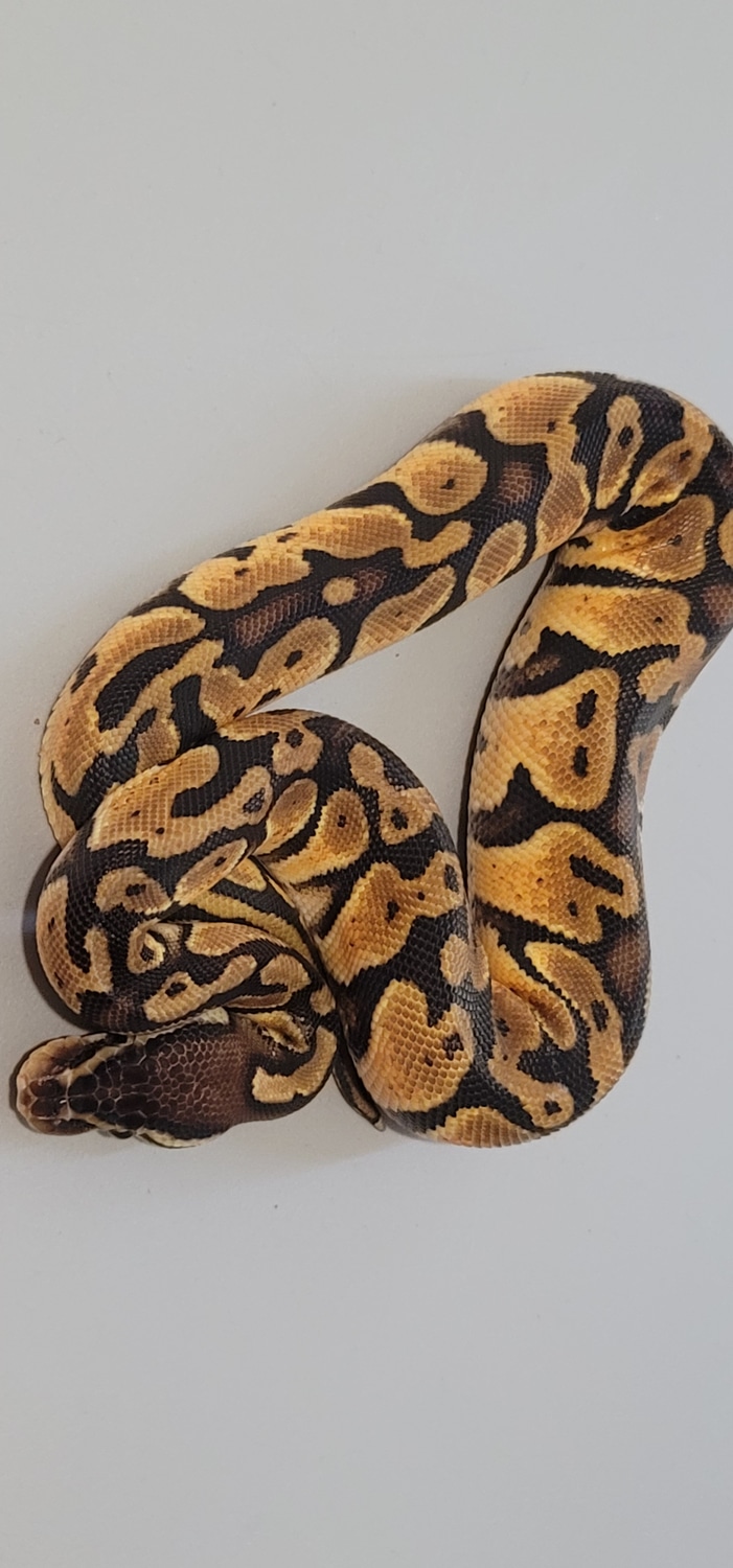 Pastel Het Pied Ball Python by Dz Ballz - MorphMarket