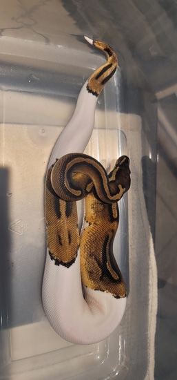 Ghi Piebald Ball Python by Dz Ballz