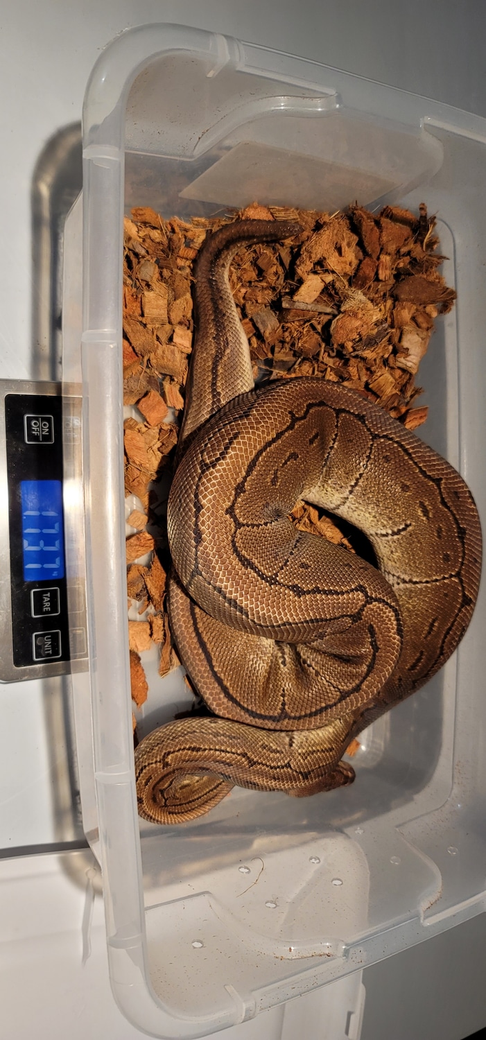 Pinstripe Ball Python by Dz Ballz - MorphMarket