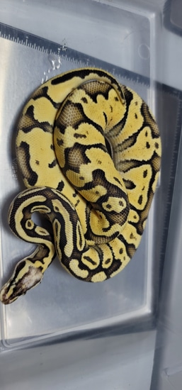 Super Pastel Fire Het Clown Ball Python by Dz Ballz