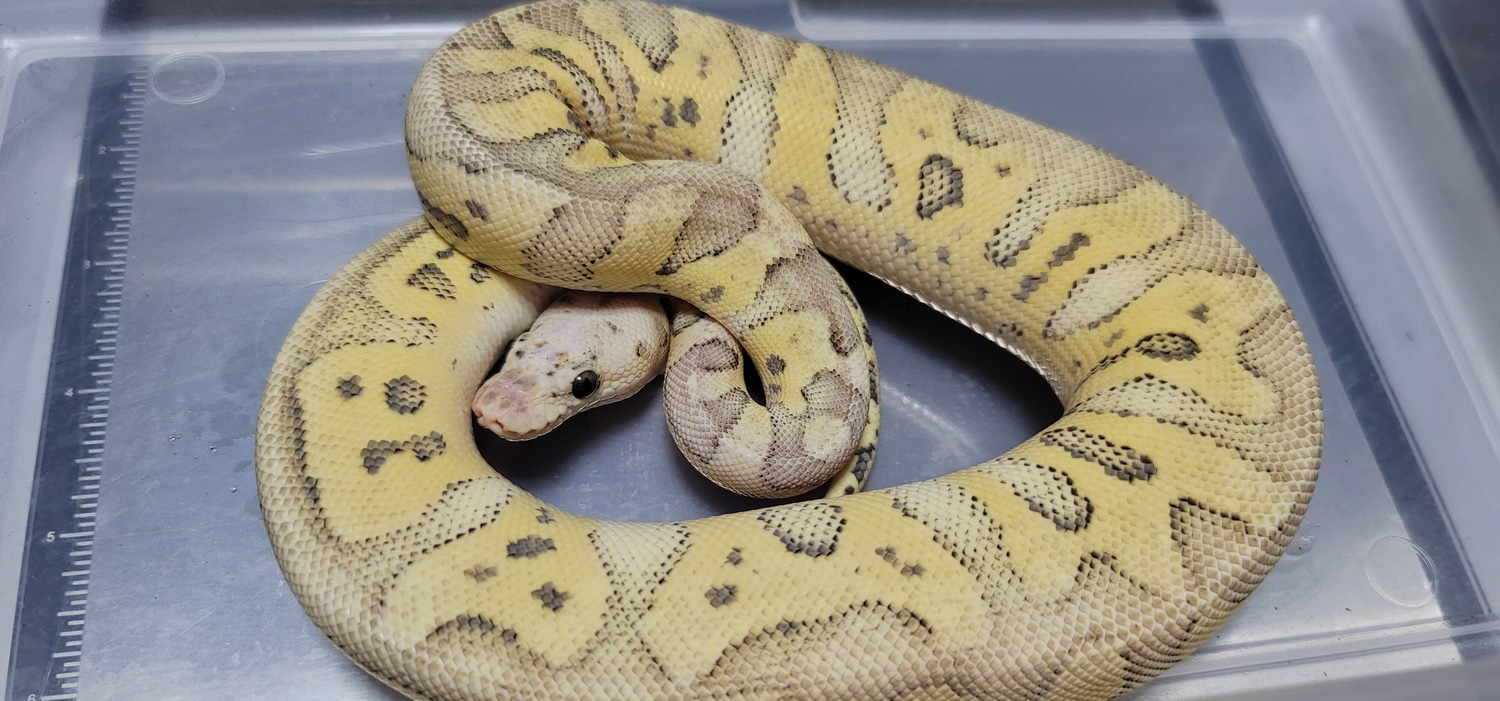Super Pastel Fire Clown Ball Python by Dz Ballz - MorphMarket
