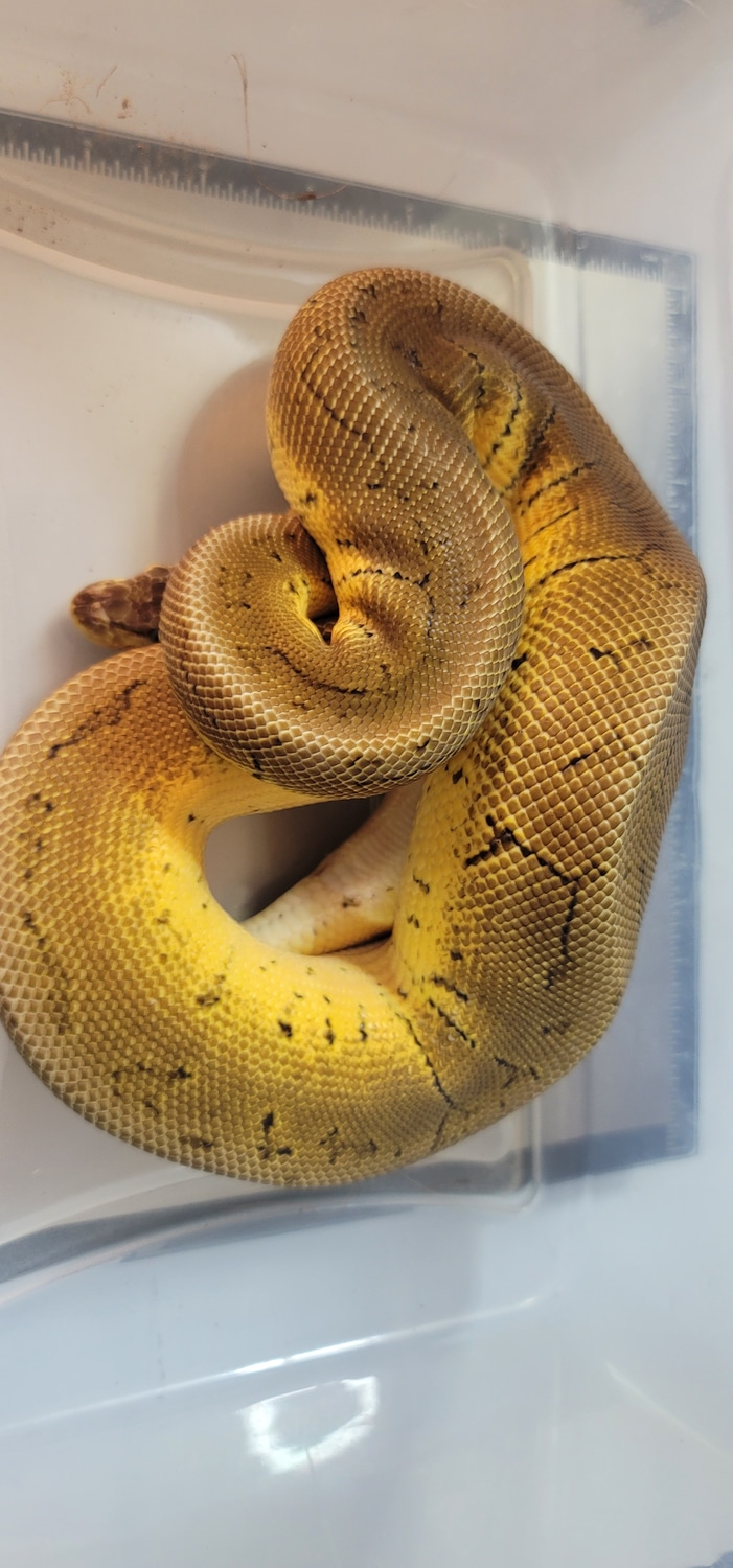 Super Pastel Orange Dream Pinstripe Ball Python by Dz Ballz - MorphMarket