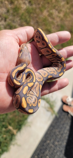 Cinnamon Vanilla Hypo Clutch Ball Python by Dz Ballz