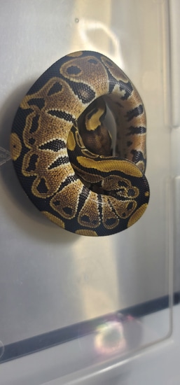 Normal 66% Het Clown Ball Python by Dz Ballz