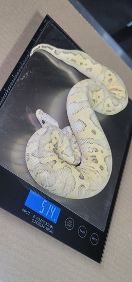 Super Pastel Fire Clown Ball Python by Dz Ballz