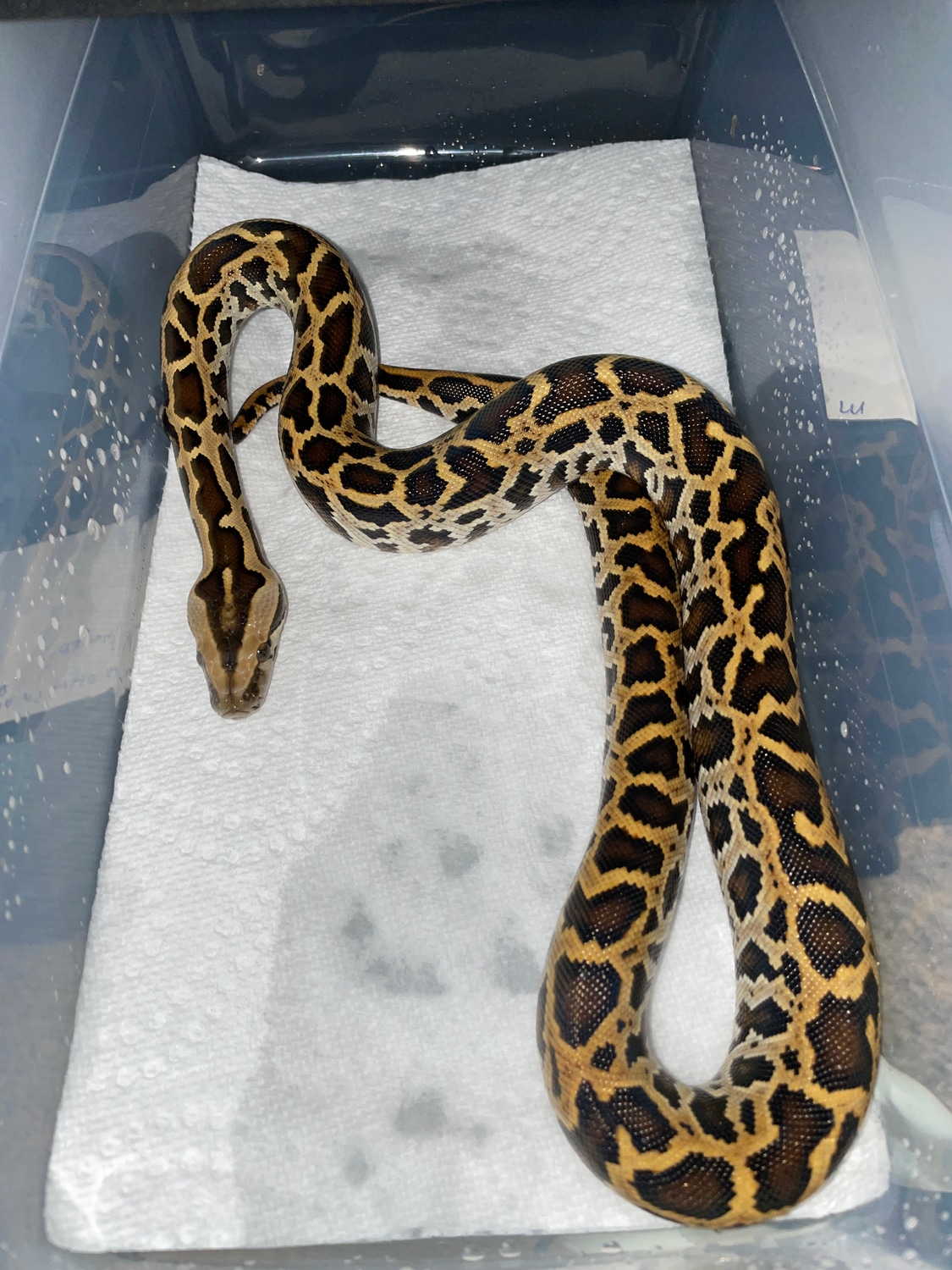 Normal Het Green Het Granite 66% Ph Albino 50% Ph Lab Burmese Python by ...