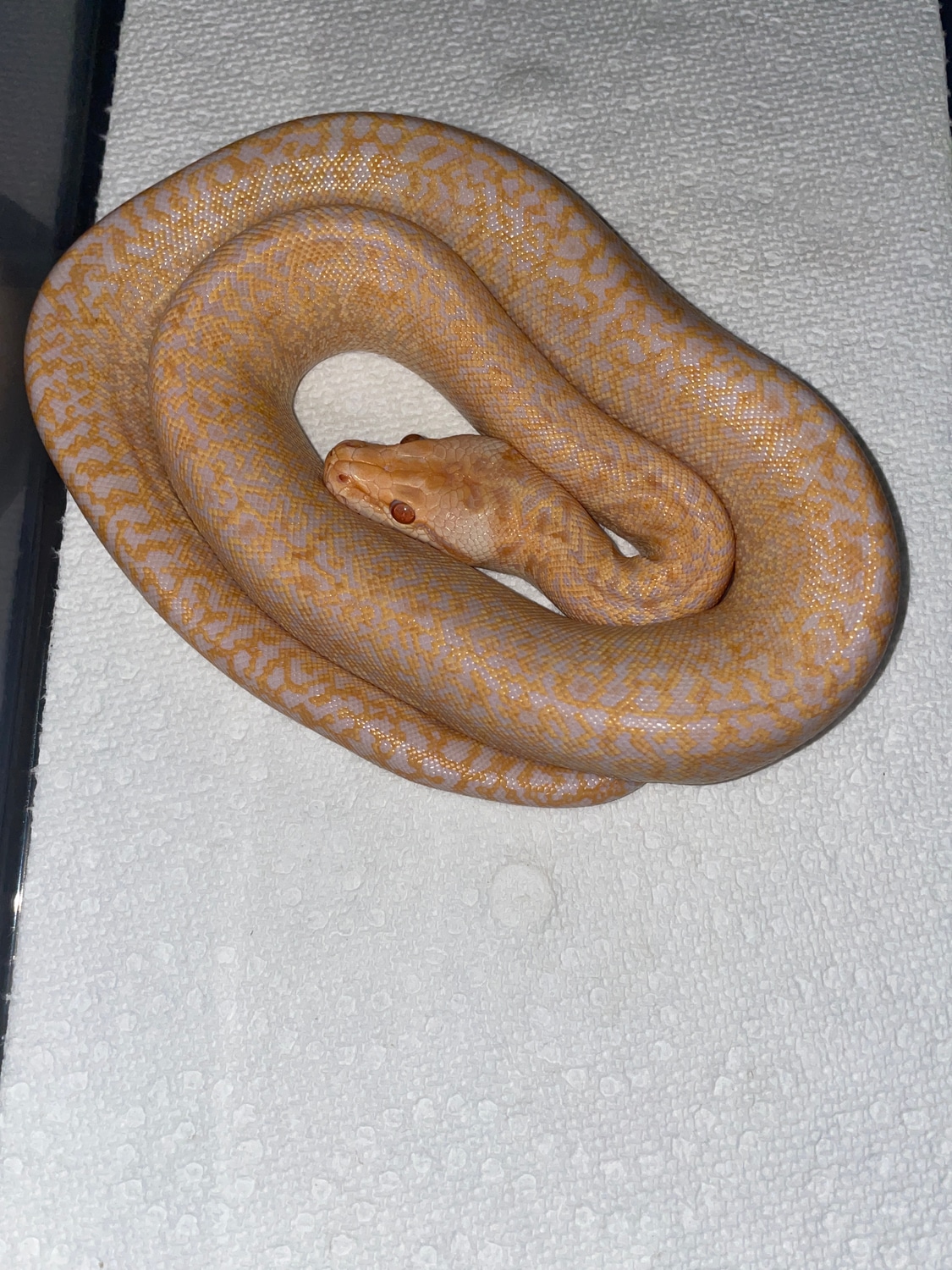 Albino Granite Burmese Python by Barbee Doll House of Burms - MorphMarket