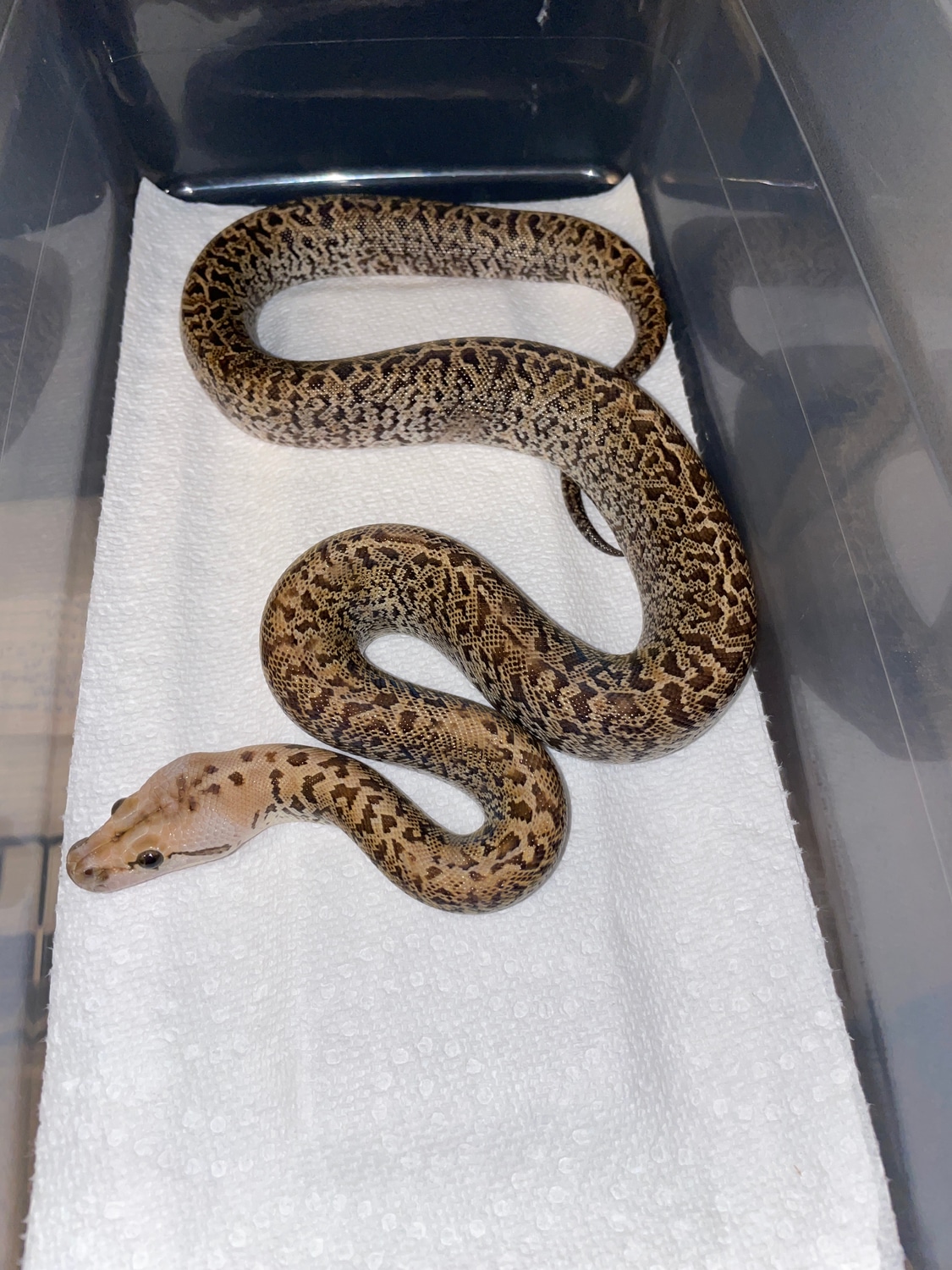 Granite Het Albino Burmese Python by Barbee Doll House of Burms ...