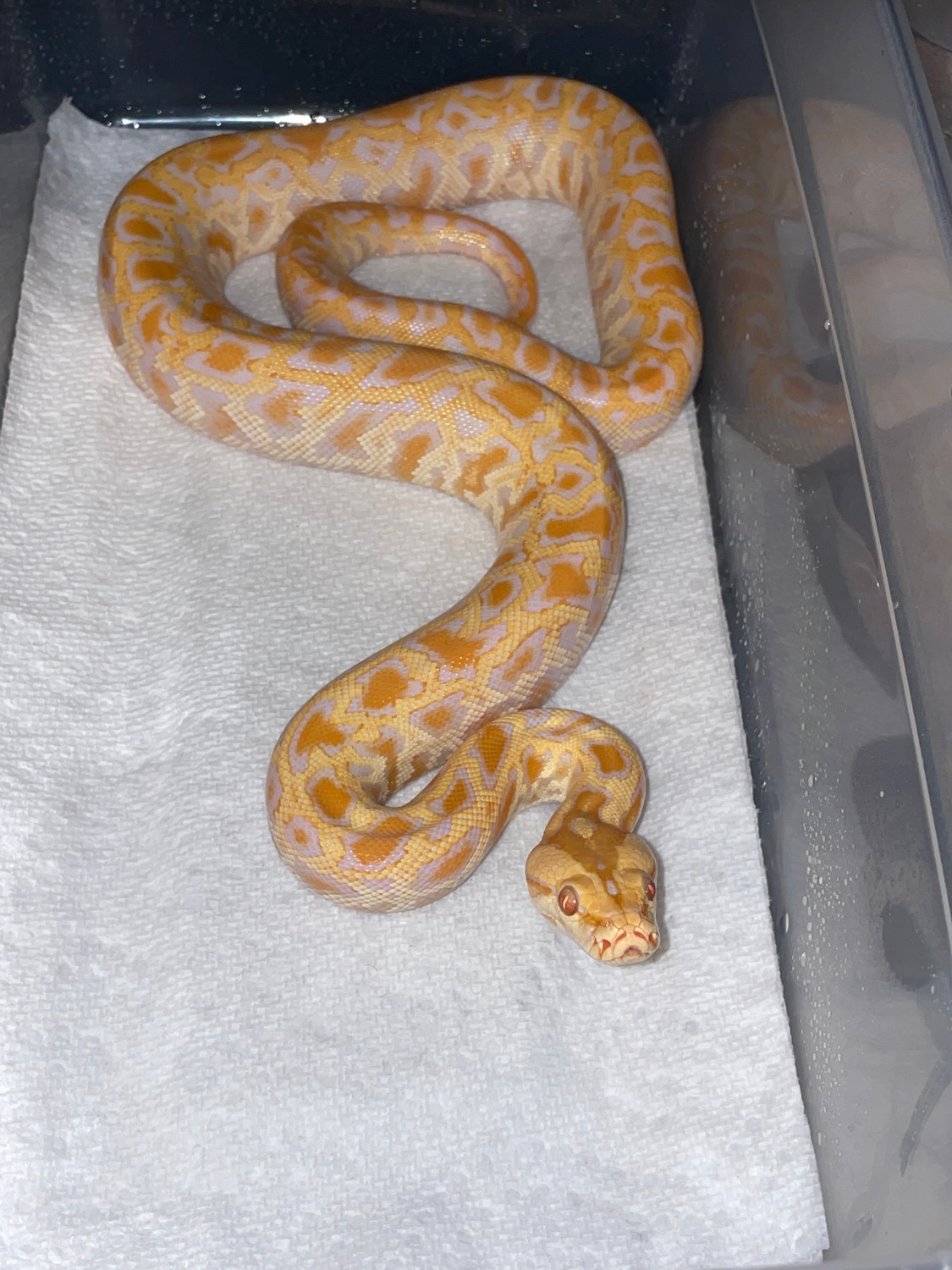 Albino Het Granite Burmese Python by Barbee Doll House of Burms ...