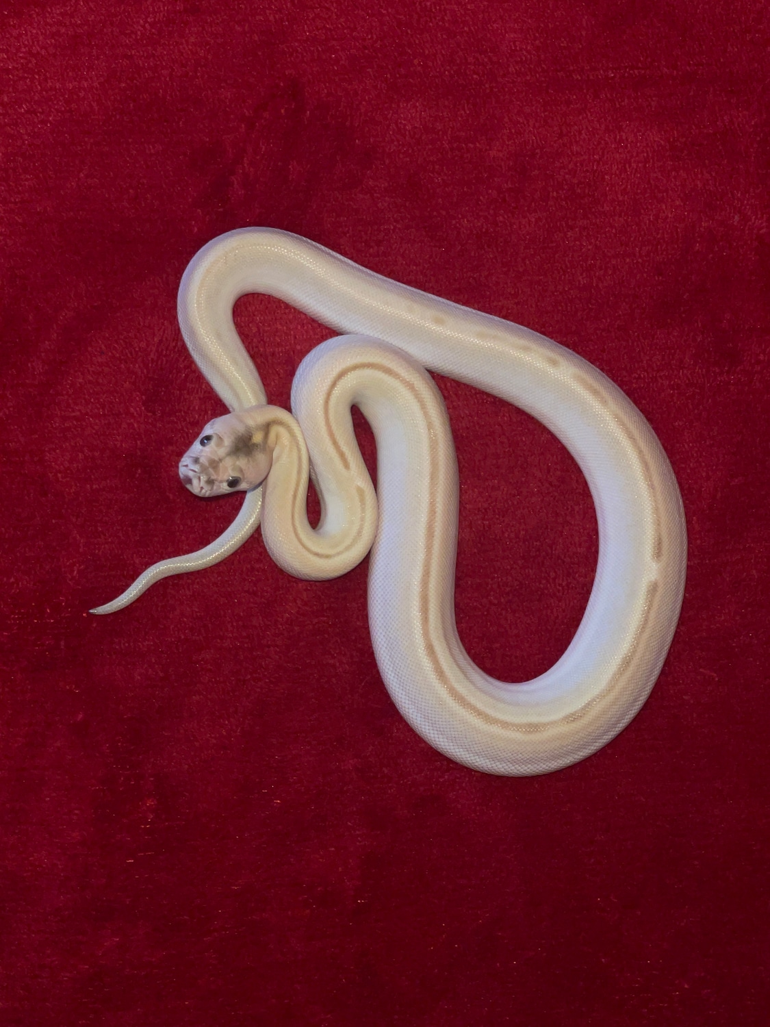 Hypo Patternless Het Albino Het Gulf Coast Caramel 50% Het Granite ...