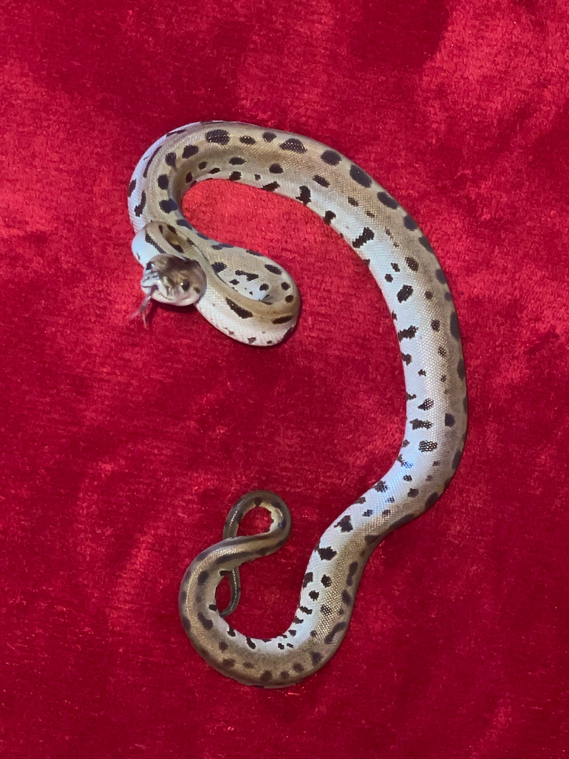 Patternless Het Albino Het Gulf Coast Caramel 50% Het Granite Burmese ...