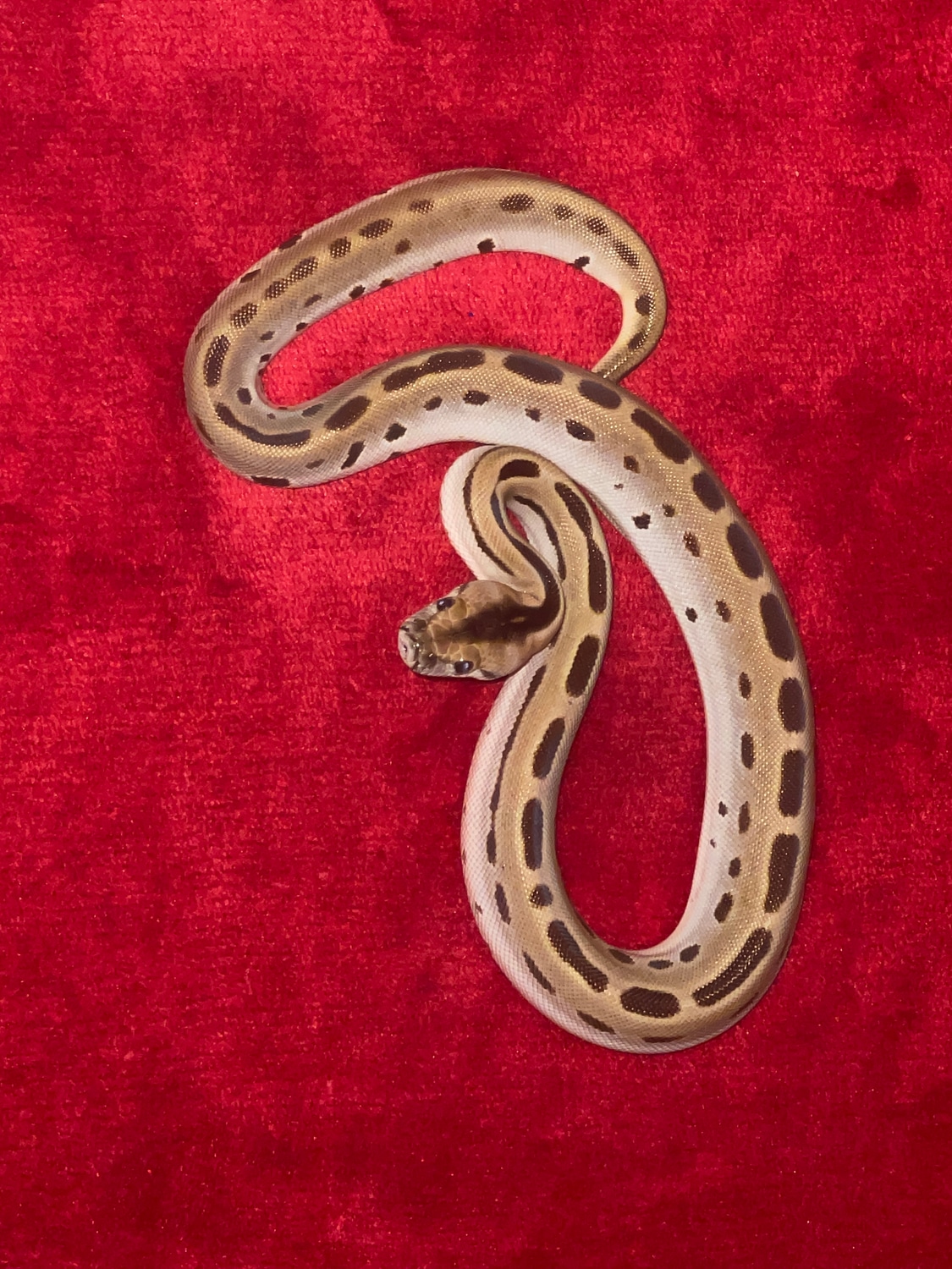 Patternless Het Albino Het Gulf Coast Caramel 50% Het Granite Burmese ...