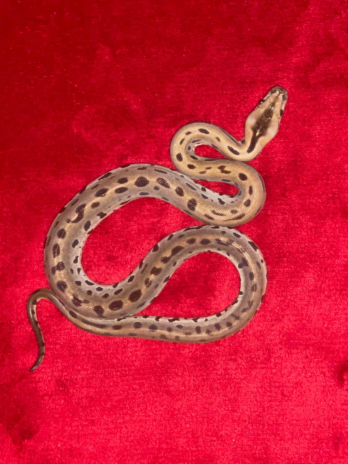 Patternless Het Albino Het Gulf Coast Caramel 50% Het Granite Burmese ...