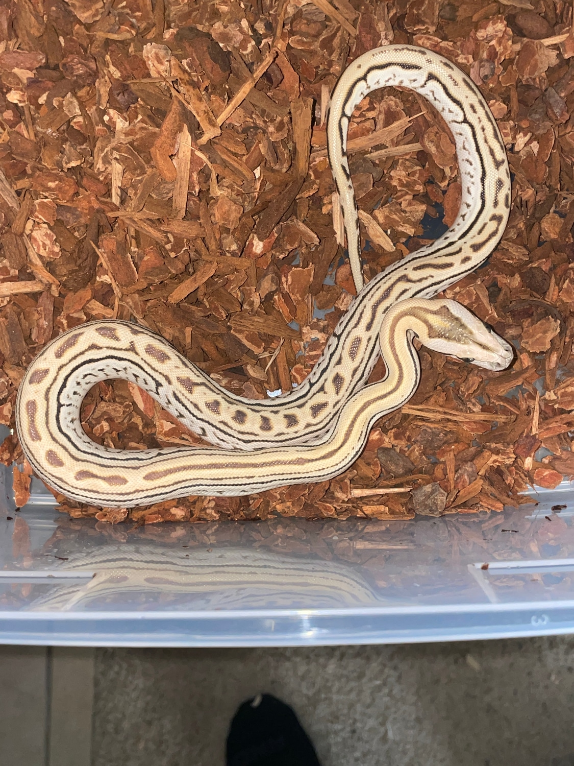 Hypo Labyrinth Het Patternless 50% Het Albino Burmese Python by Barbee ...