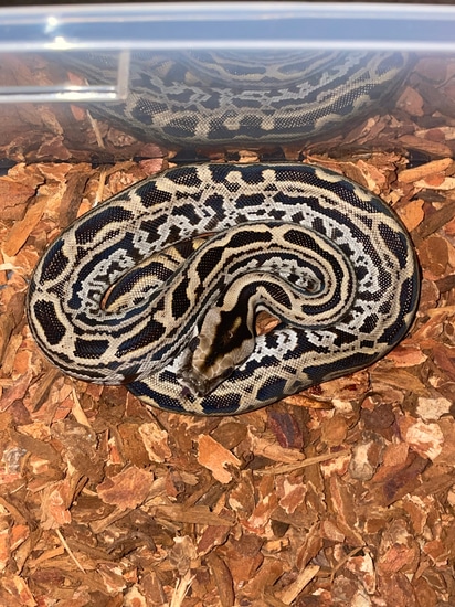 Labyrinth Het Patternless 50% Het Albino Burmese Python by Barbee Doll ...