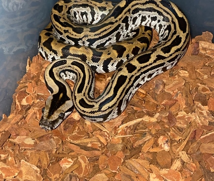 Patternless Het Albino Het Gulf Coast Caramel 50% Het Granite Burmese ...