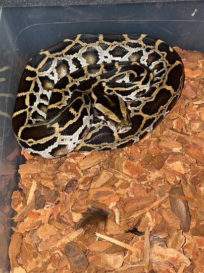 Normal Het Patternless 50% Het Albino 66% Het Labyrinth Burmese Python by Barbee Doll House of Burms