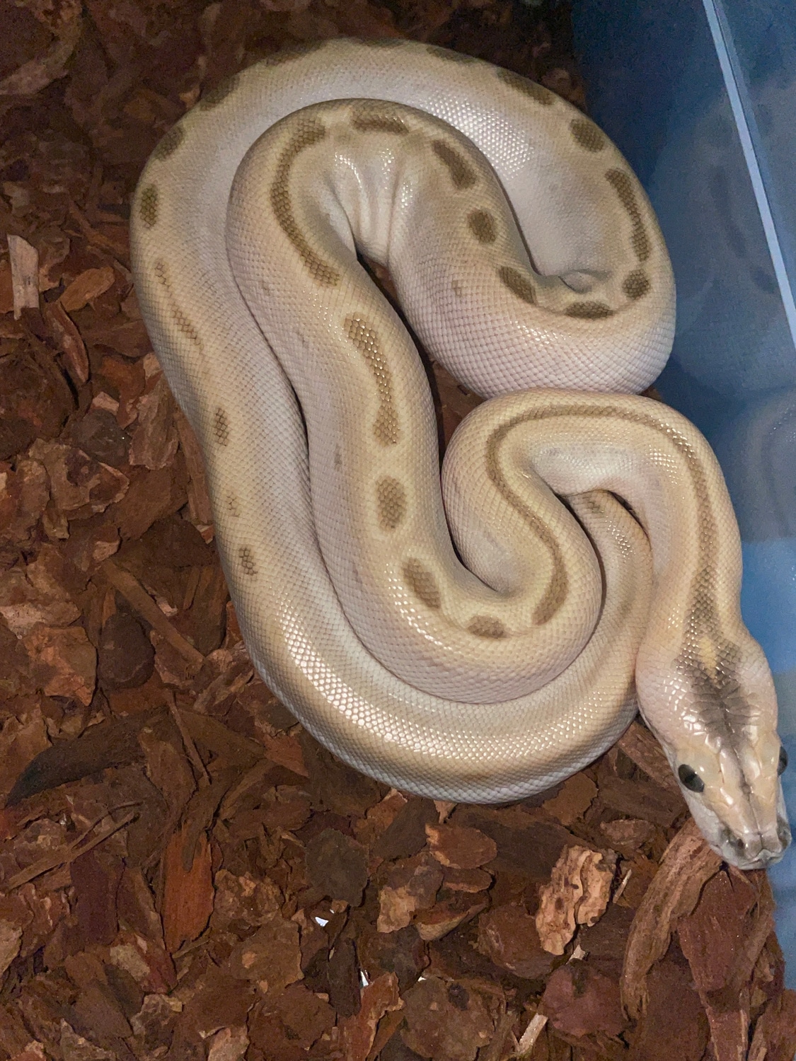 Hypo Patternless Het Albino Het Gulf Coast Caramel 50% Het Granite ...