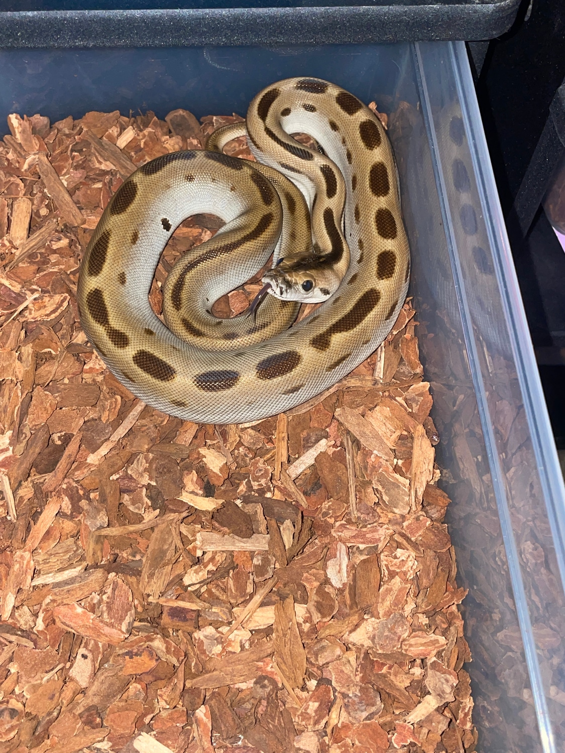 Patternless Het Albino Het Gulf Coast Caramel 50% Het Granite Burmese ...