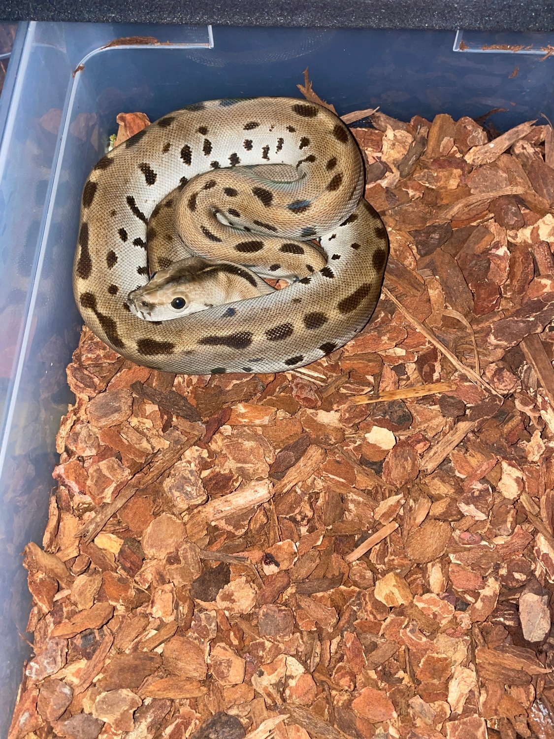 Patternless Het Albino Het Gulf Coast Caramel 50% Het Granite Burmese ...
