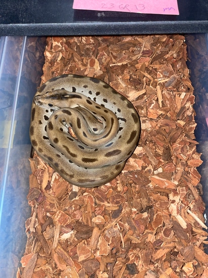 Patternless Het Albino Het Gulf Coast Caramel 50% Het Granite Burmese ...