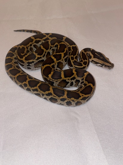 Normal Het Patternless 50% Het Albino 66% Het Labyrinth Burmese Python by Barbee Doll House of Burms