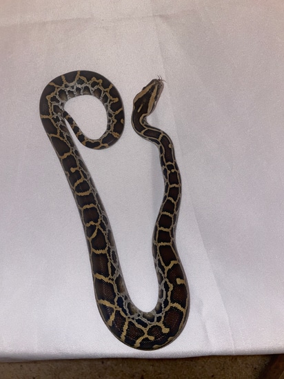 Normal Het Patternless 66% Ph Lab 50% Ph Alb Burmese Python by Barbee Doll House of Burms