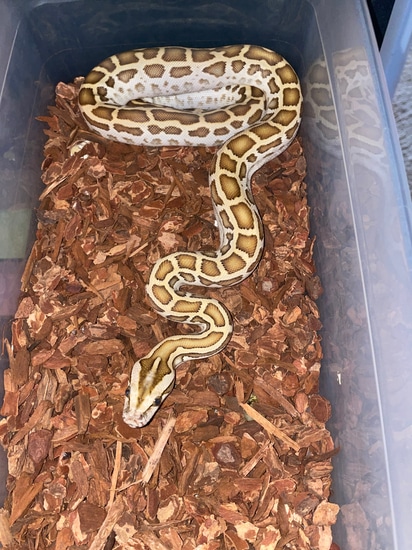 Hypo Het Patternless 66% Ph Labyrinth 50% Ph Albino Burmese Python by Barbee Doll House of Burms